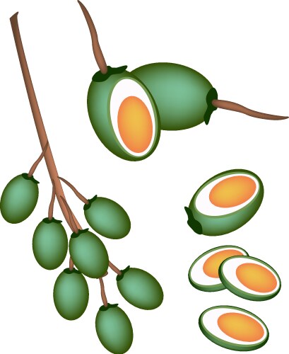 Areca nuts and betel leaves on white background Vector Image