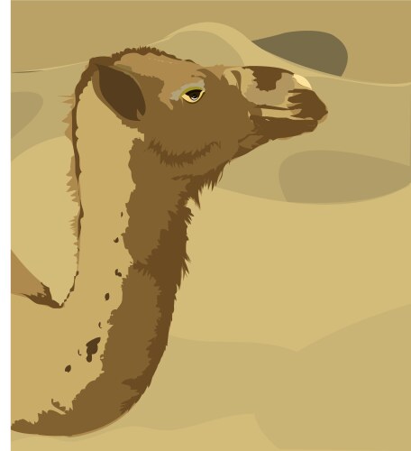 Hump Camel Yellow Vector Images (over 120)