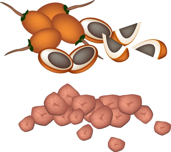 Areca nuts and betel leaves on white background Vector Image