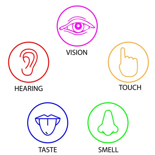 Set of five human senses vision hearing smell Vector Image