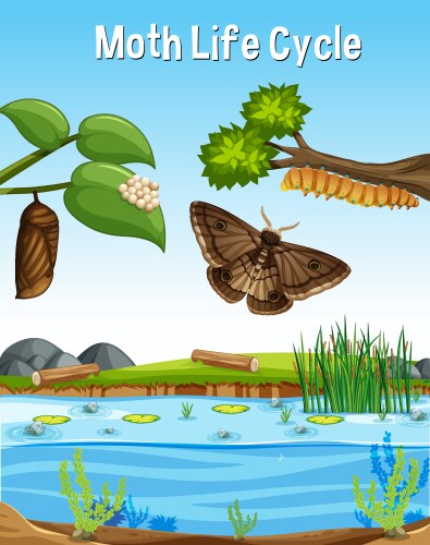 Diagram showing life cycle moth Royalty Free Vector Image