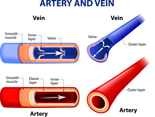 Artery structure with name all structural Vector Image
