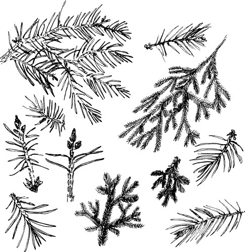 Bough Vector Images (over 1,700)