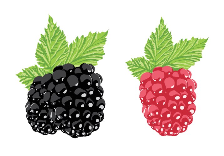 Berry fruits cartoon Royalty Free Vector Image