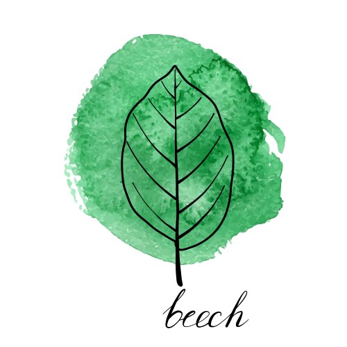 Drawing branch beech tree Royalty Free Vector Image