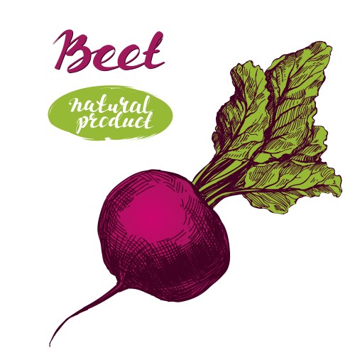 Beet Vector Images (over 16,000)