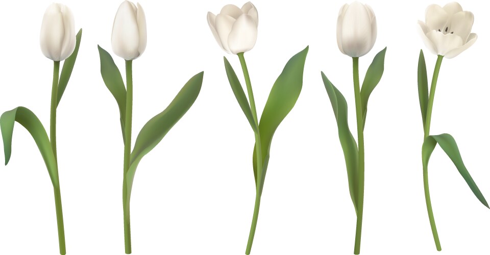 Tulips flowers on white background Royalty Free Vector Image