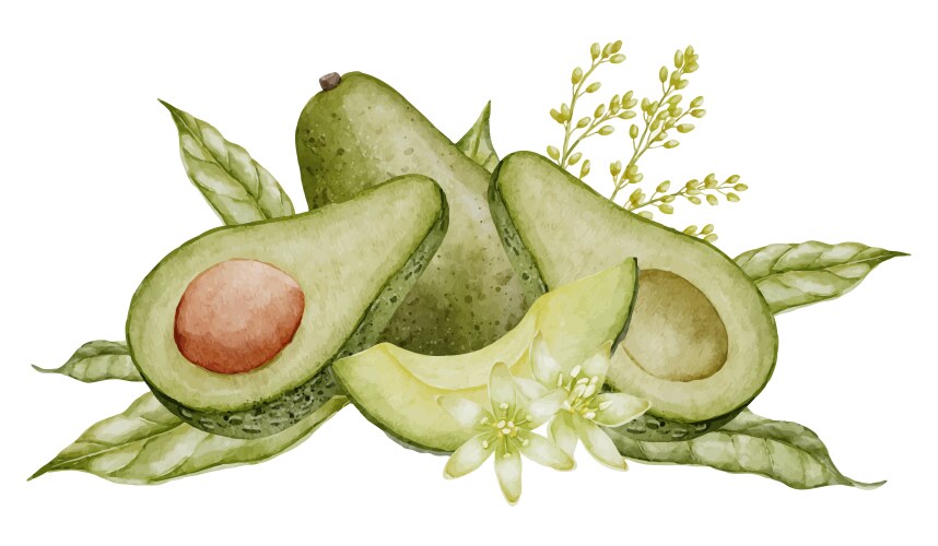Avocado botanical drawing Royalty Free Vector Image