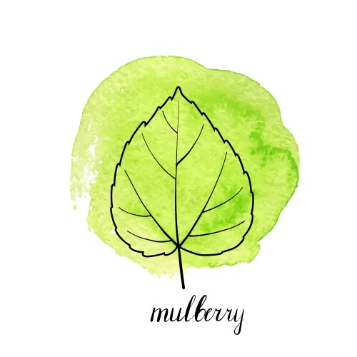 Mulberry Vector Images (over 2,800)