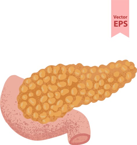 Pancreas Vector Images (over 6,000)