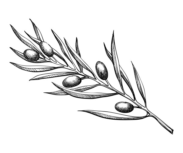 Olive branches hand-drawn engraving Royalty Free Vector