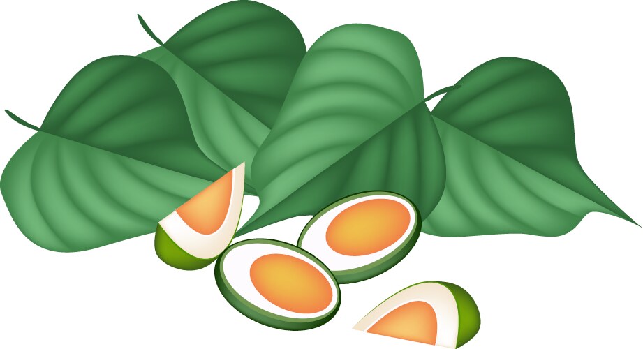 Betel Vector Images (over 140)