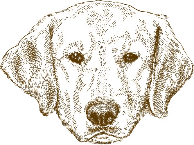 Labrador Vector Images (over 10,000)