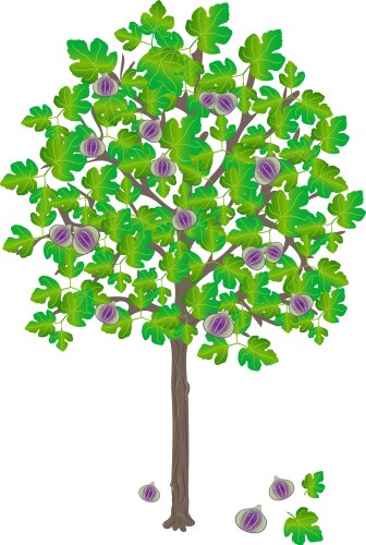 Decorative fig tree Royalty Free Vector Image - VectorStock