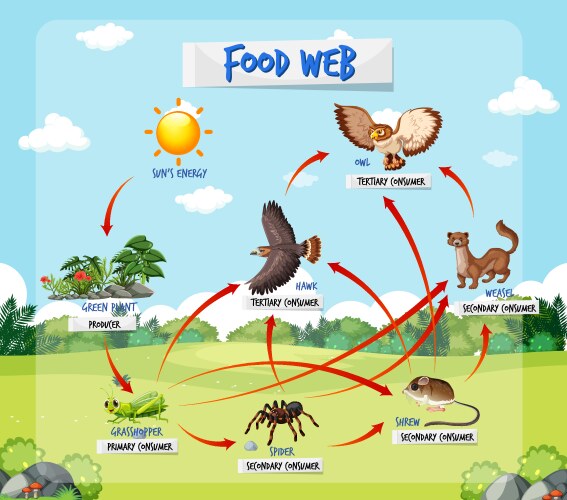 Food chain diagram concept Royalty Free Vector Image