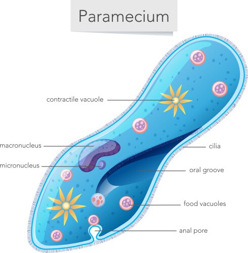 Paramecium Diagram Biology Vector Images (29)