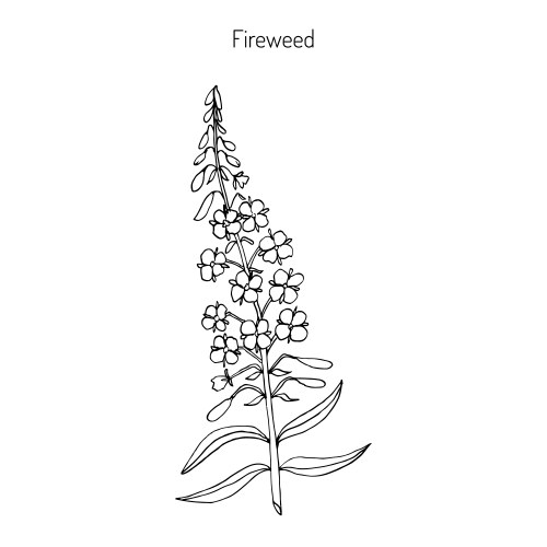 Fireweed Vector Images (over 200)