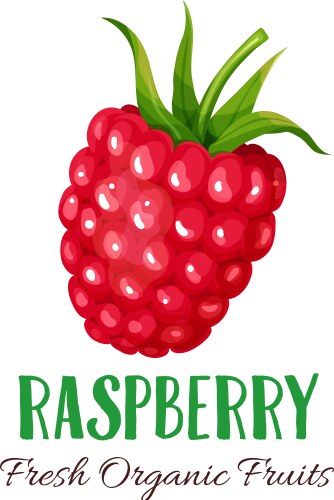 Raspberry isolated Royalty Free Vector Image - VectorStock