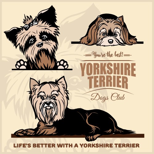 Yorkshire terrier - set isolated Royalty Free Vector Image