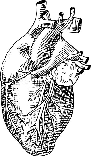 Heart Vector Images (over 1.4 million)