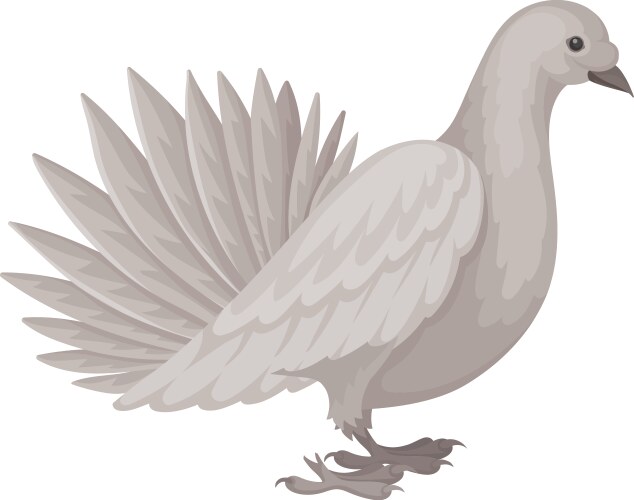 Gray dove in flying action with wide open wings Vector Image