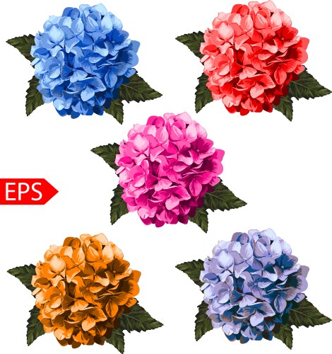 Hydrangea realistic Royalty Free Vector Image - VectorStock