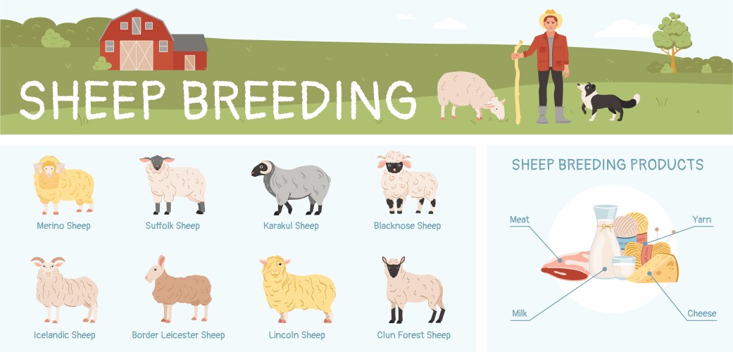 Sheep breeding flat set Royalty Free Vector Image