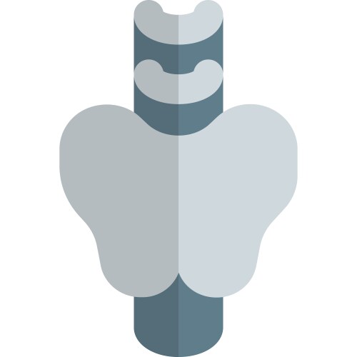 Thyroid is a butterfly-shaped gland that sits low Vector Image