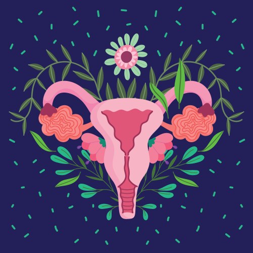 Female Reproductive System Vector Images (over 4,300)