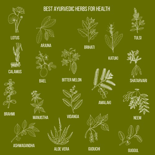 Ayurvedic herbs natural botanical set Royalty Free Vector