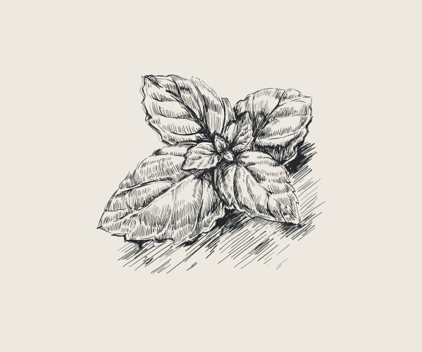 Basil Leaves Drawing Vector Images (over 560)