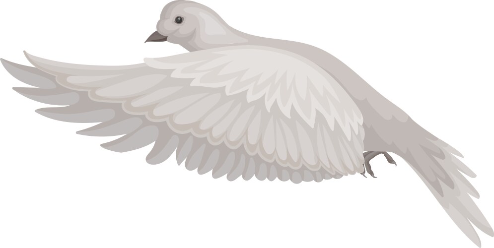 Gray dove in flying action with wide open wings Vector Image