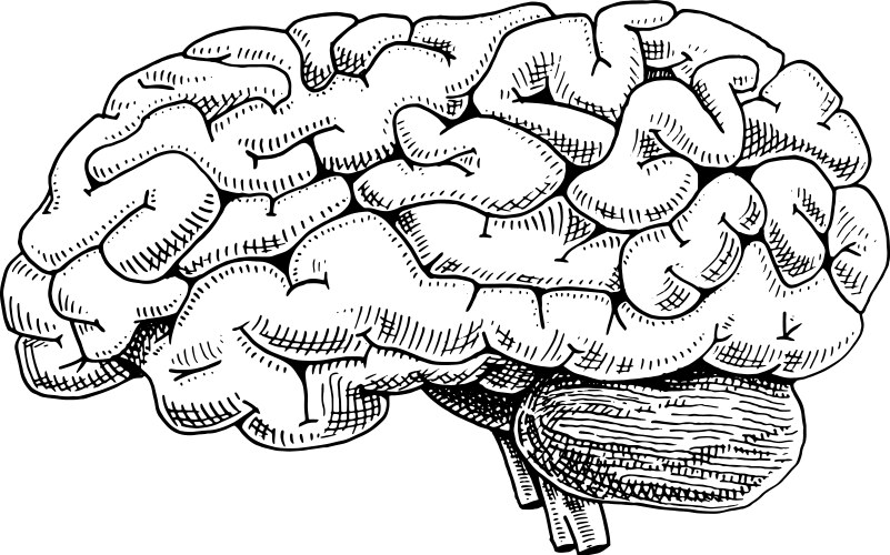 Pancreas organ of human body biology and anatomy Vector Image