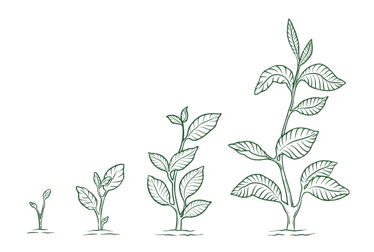 Plant growth stages seedling development stage Vector Image