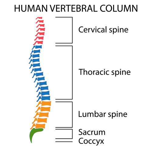 Human spine with name and description Royalty Free Vector