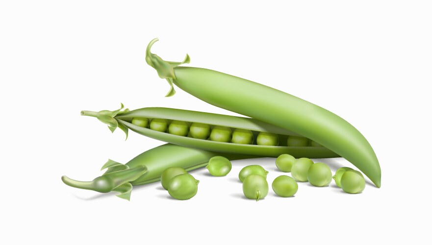 Pea Vector Images (over 24,000)