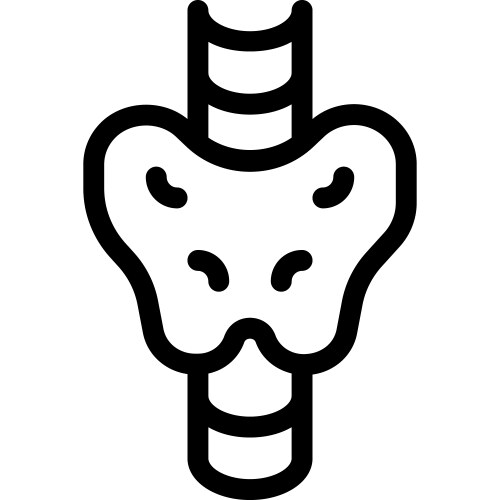 Thyroid is a butterfly-shaped gland that sits low Vector Image