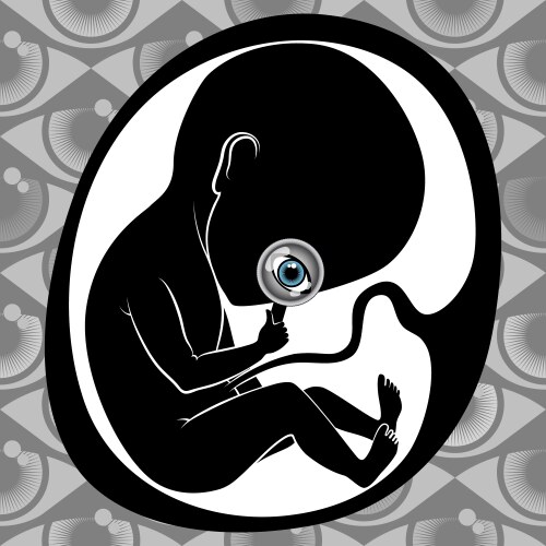 Human fetus in womb Royalty Free Vector Image - VectorStock