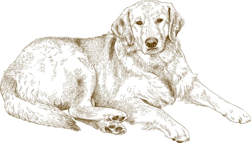 Labrador Vector Images (over 12,000)