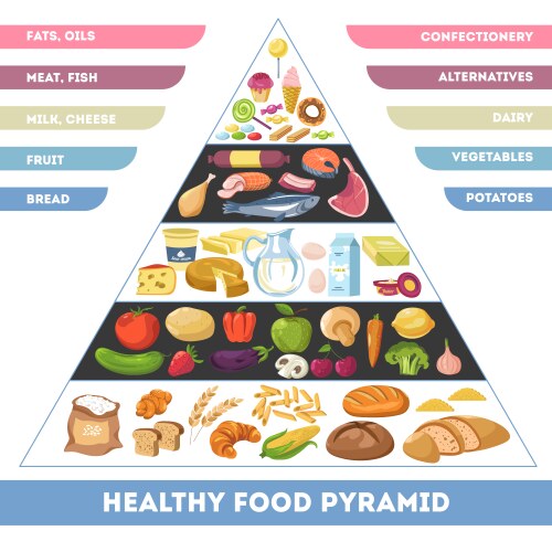 Food pyramid chart Royalty Free Vector Image - VectorStock