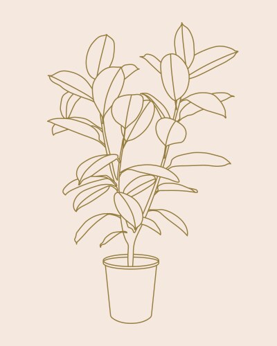Ficus Vector Images (over 3,300)
