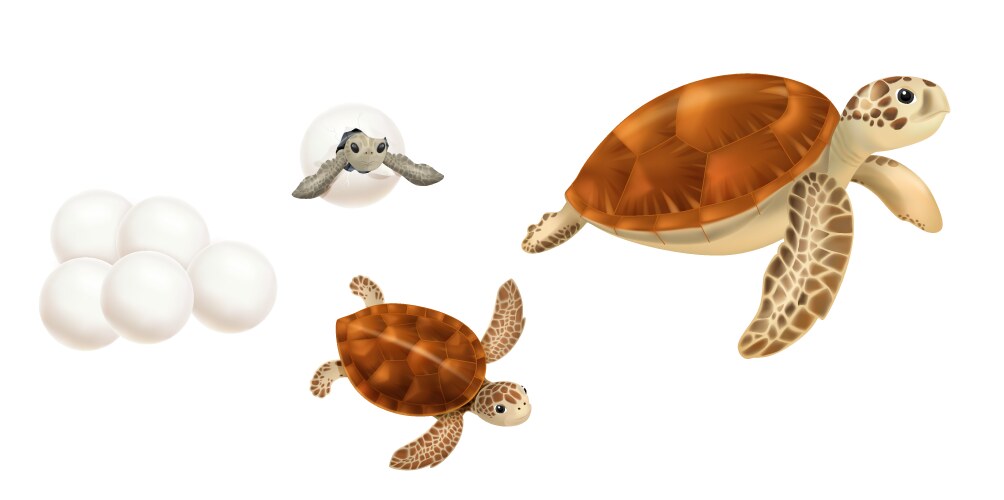 Sea turtles from different perspectives isolated Vector Image