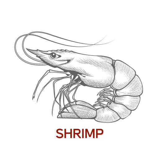 Sketch seafood lobster shellfish fish shrimp Vector Image