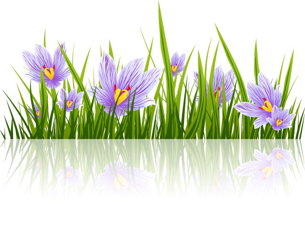 Spring card with crocuses Royalty Free Vector Image