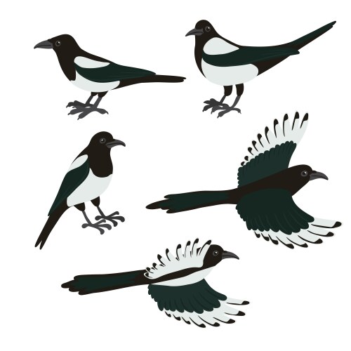 Cartoon magpie Vector Images & Graphics for Commercial Use | VectorStock