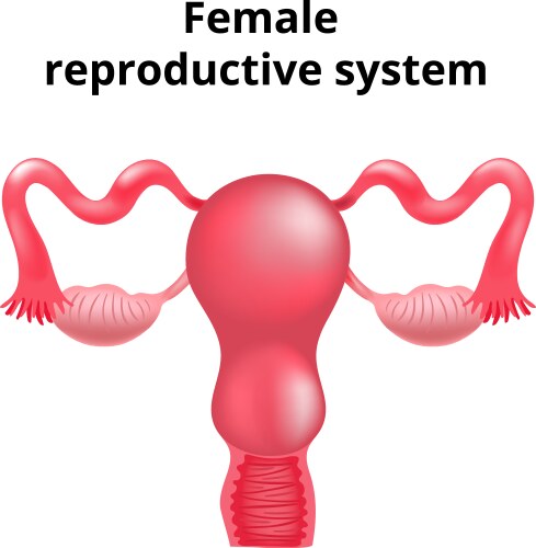 Female reproductive system in a closed form Vector Image