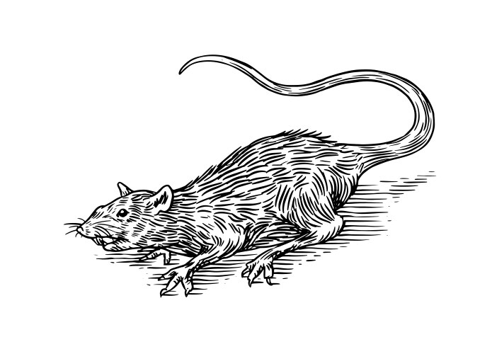 Rat Outline Vector Images (over 5,900)