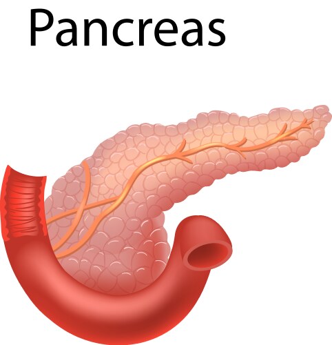 Detailed Pancreas Anatomy Diagram – Royalty-Free Vector | VectorStock