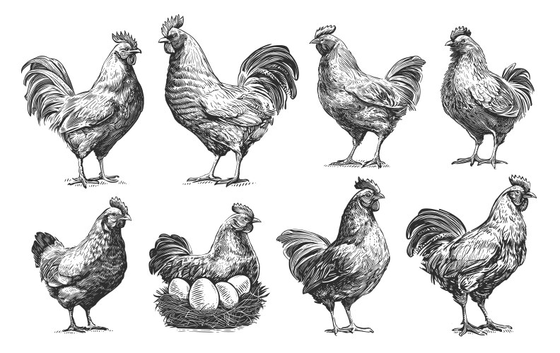 Chicken hen sketch poultry farm concept drawn Vector Image