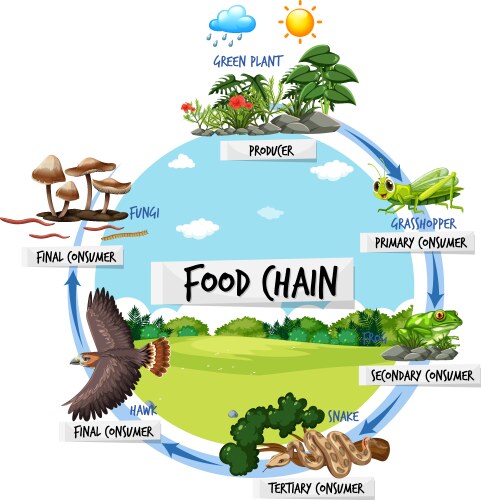 Diagram showing food chain Royalty Free Vector Image